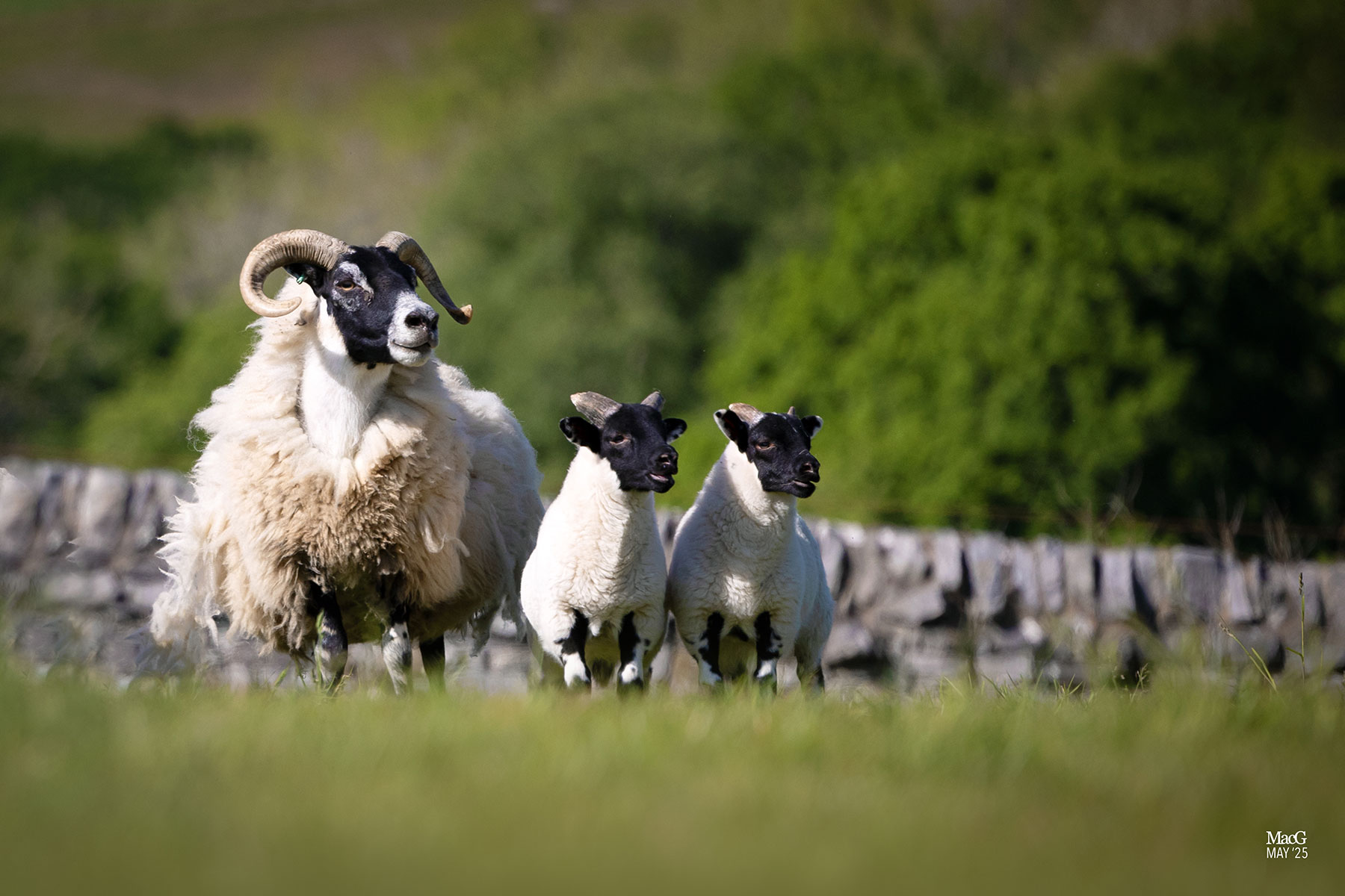 Farm & Feed Edition 4 (Spring 2026) - Harbro