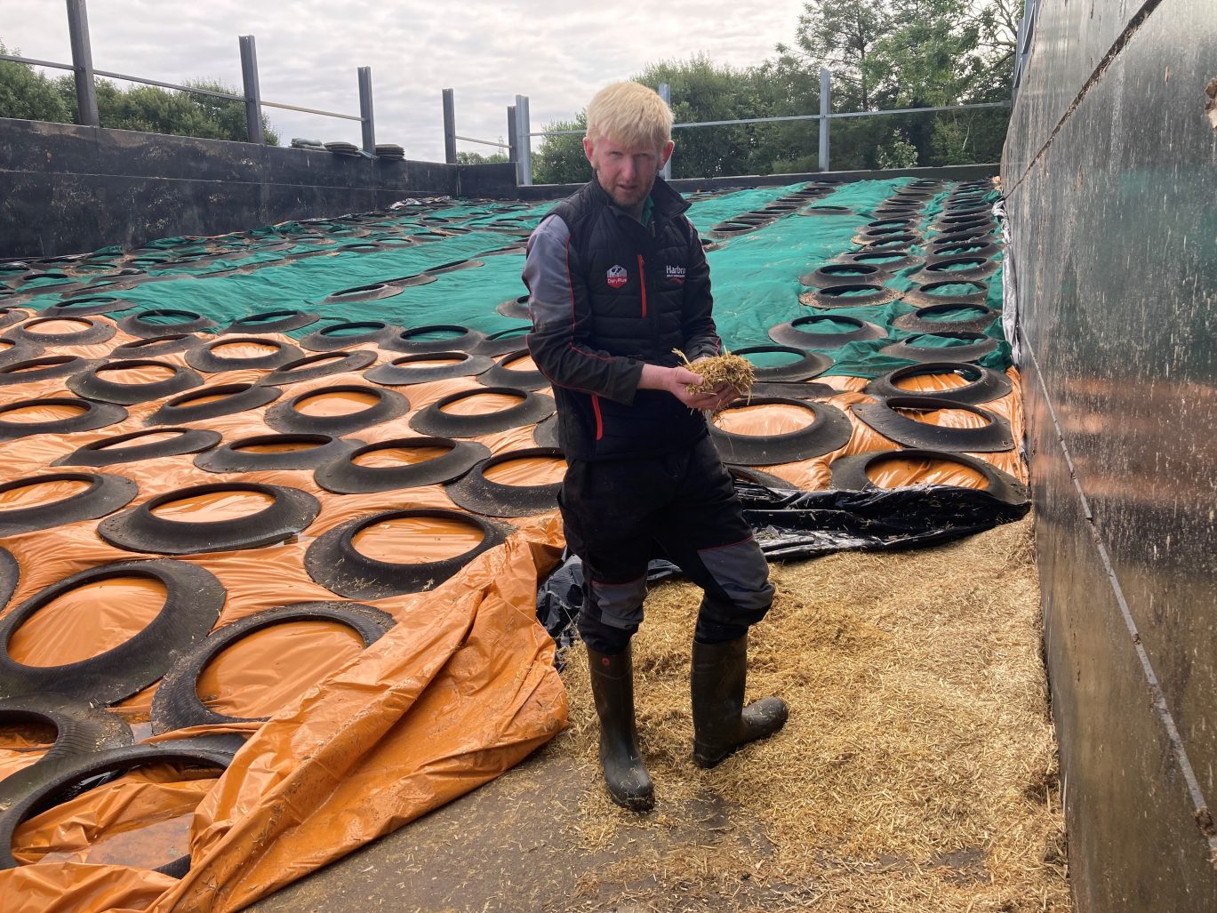 Successfully treating wholecrop with Maxammon - Harbro