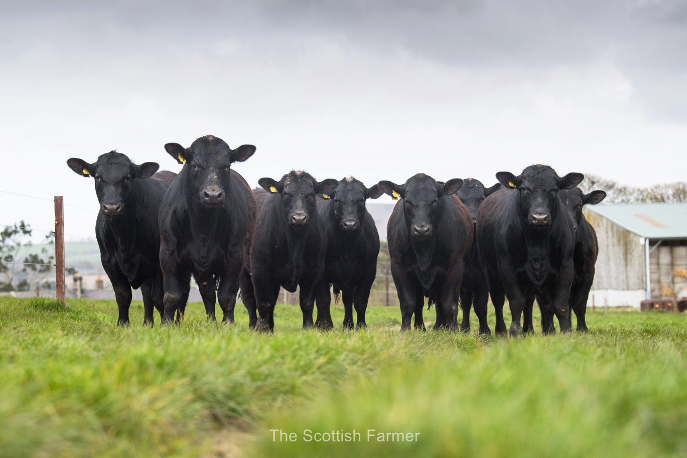 Keeping rumen pH right with Maxammon - Harbro