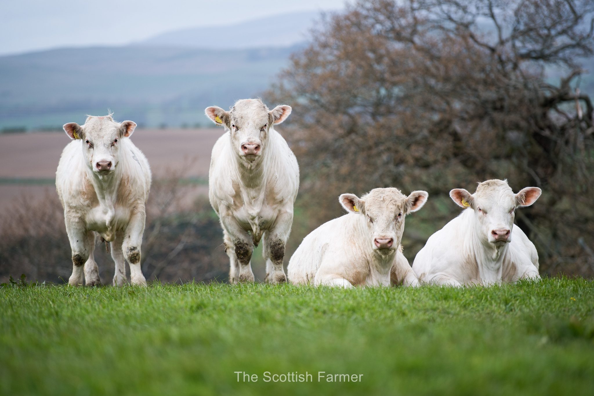 Keeping rumen pH right with Maxammon - Harbro