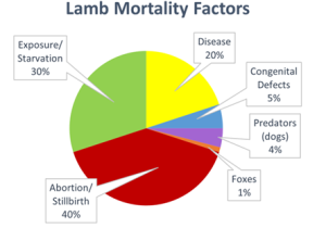 Preparing for Lambing: Hypothermia and Hypoglycaemia in Young Lambs ...